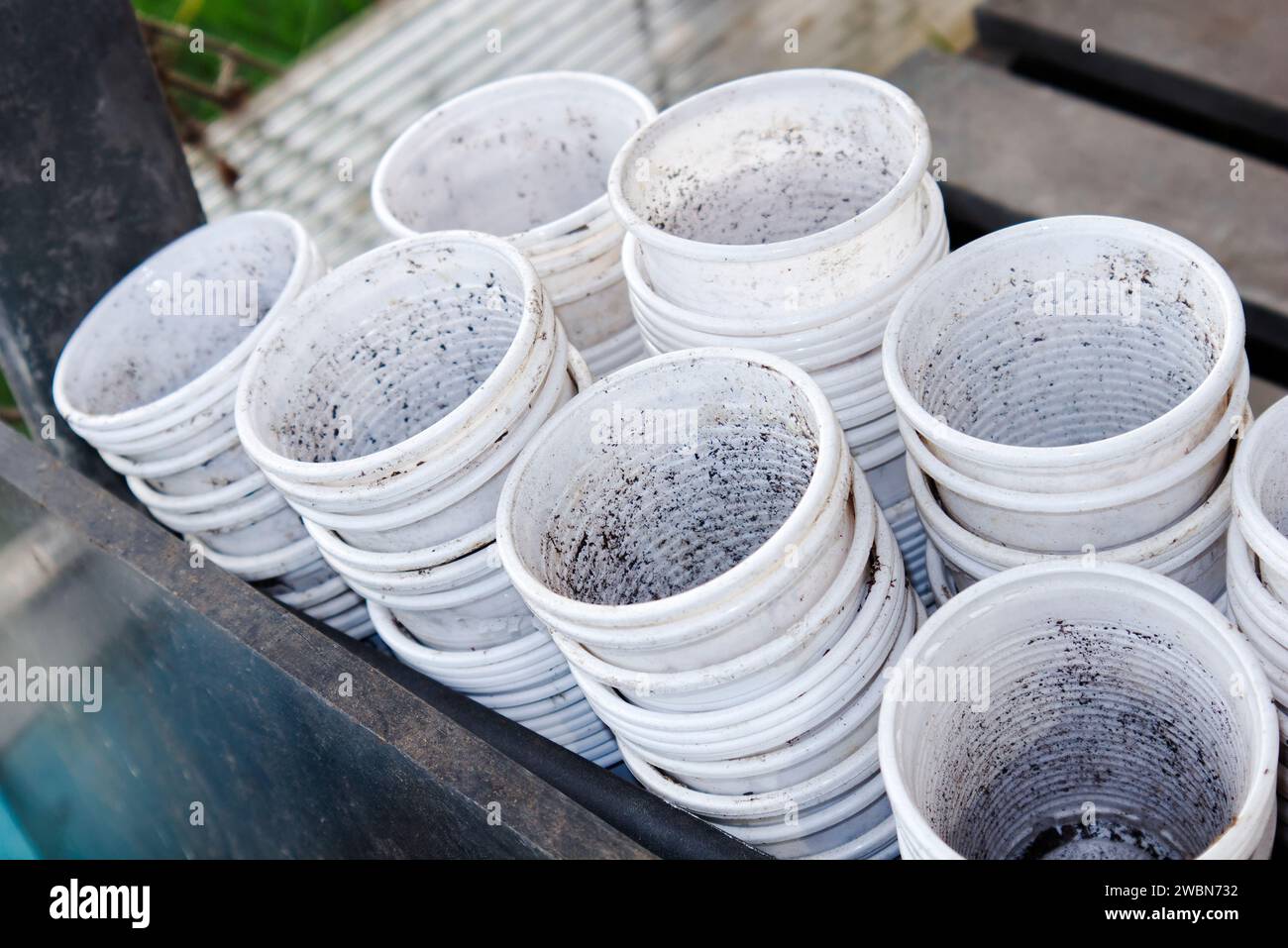 Stacks of Empty White Plastic Cups Reused for Gardening Stock Photo - Alamy