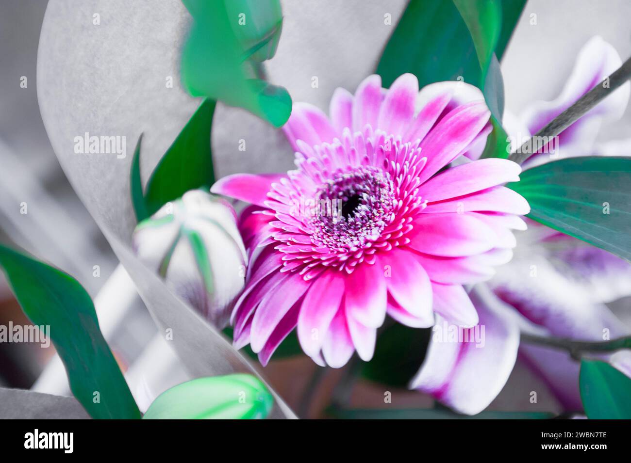 Gerbera leaves hi-res stock photography and images - Alamy