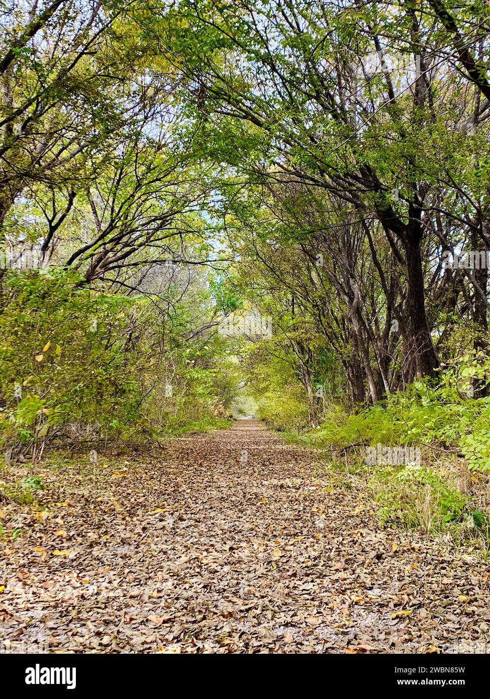 A scenic, deserted road winds through a lush forest, with tall and ...