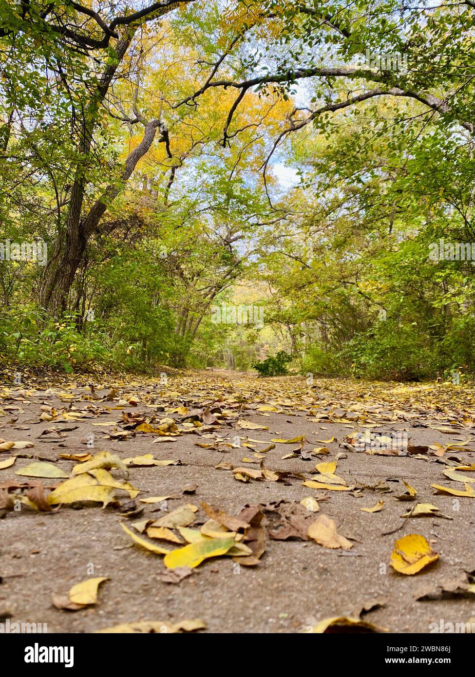 A scenic dirt road winds through a lush forest, with tall trees lining ...
