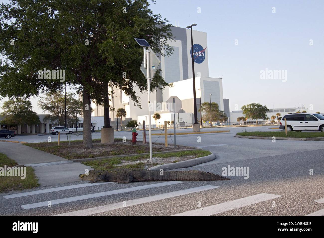 CAPE CANAVERAL, Fla. -- An alligator ambles across Saturn Causeway at ...
