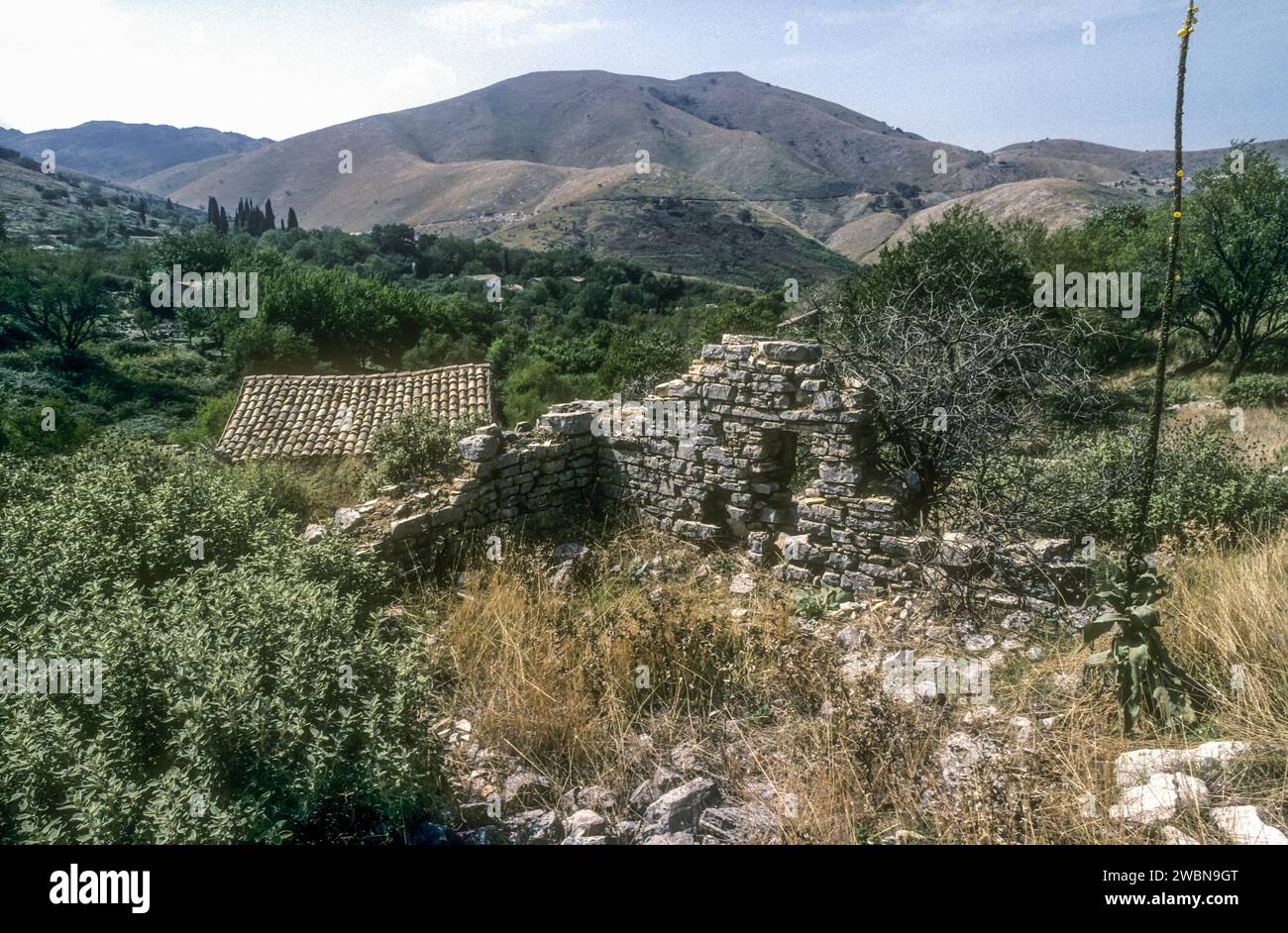 Palea perithia hi-res stock photography and images - Alamy