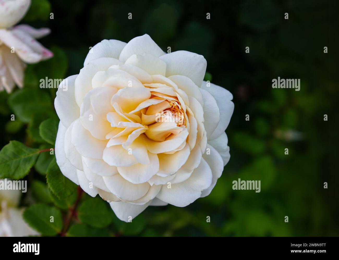 Apricot-white English shrub rose (Rosa) Crocus Rose blooms in a garden ...