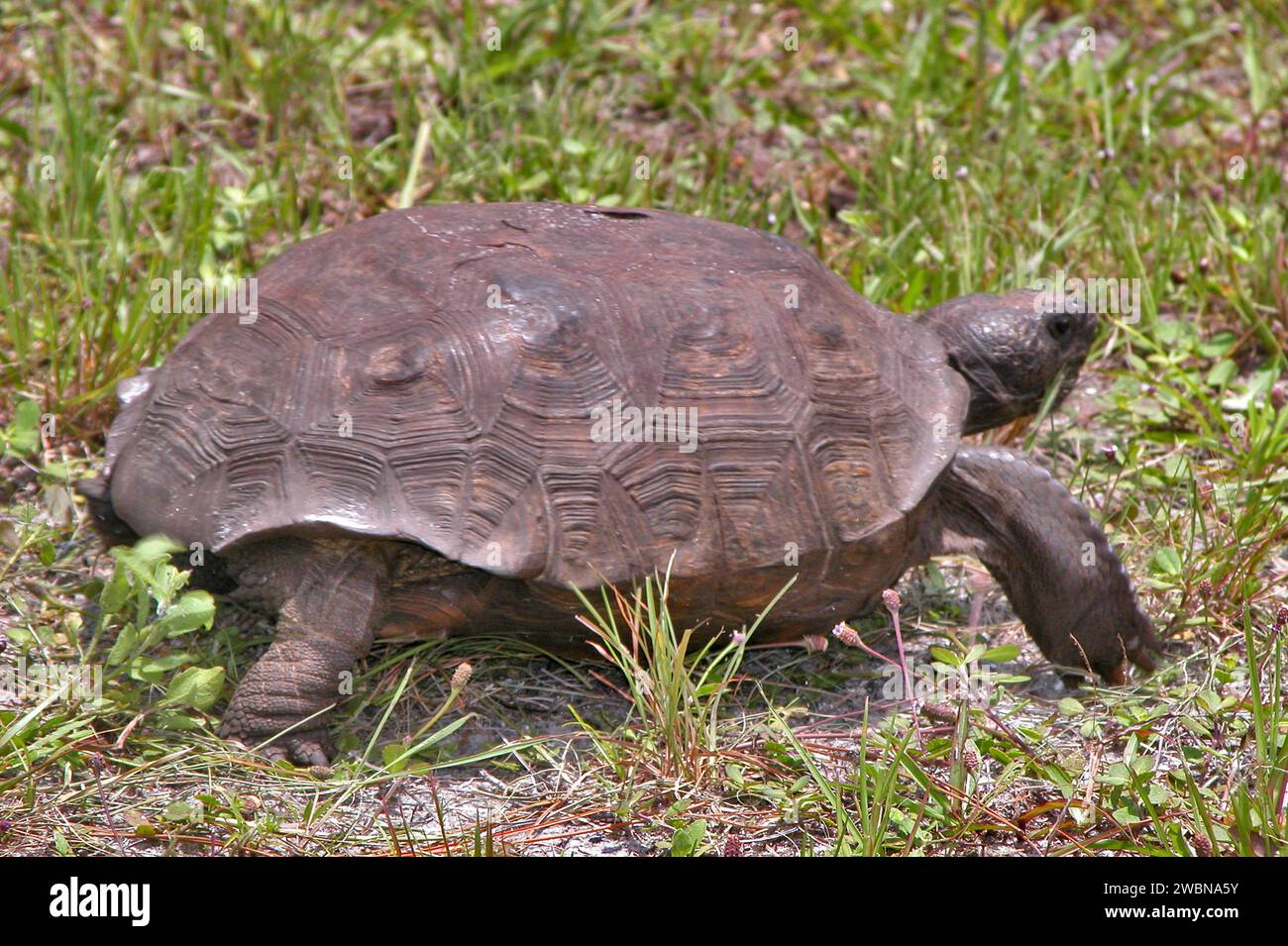KENNEDY SPACE CENTER, FLA. - This gopher tortoise eats its way through ...