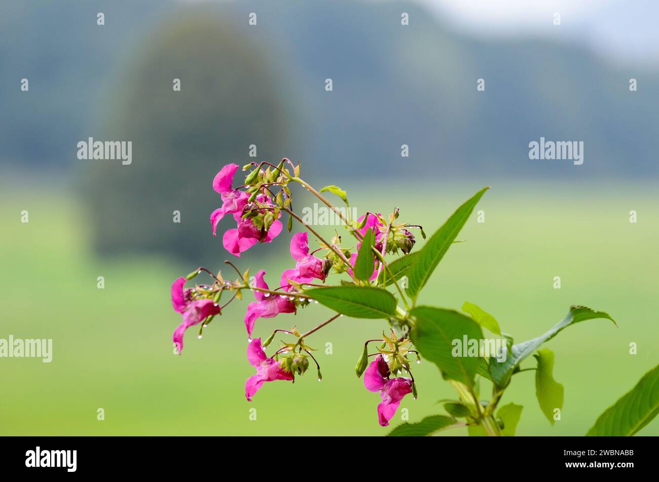 Close-up of a flowering balsam or Indian balsam, red balsam ...