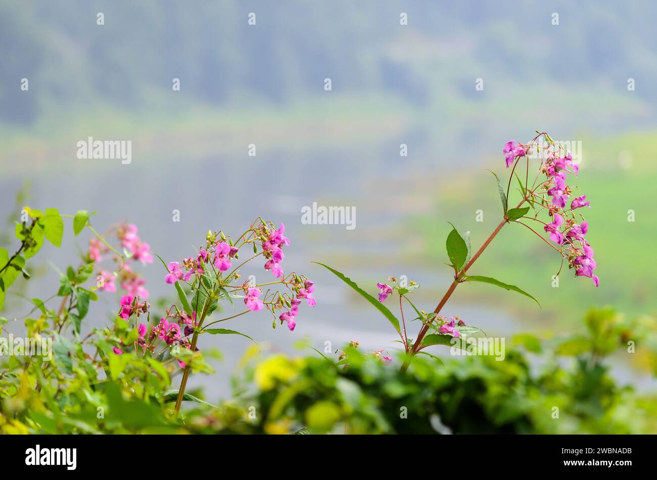 Close-up of a flowering balsam or Indian balsam, red balsam ...