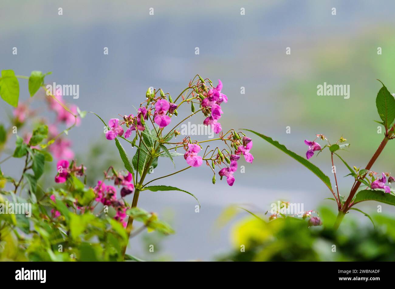 Ineimpatiens glandulifera hi-res stock photography and images - Alamy