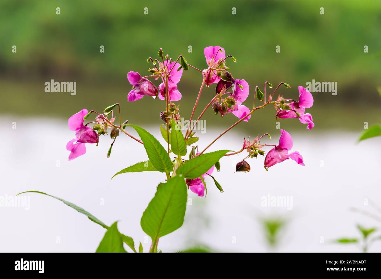 Close-up of a flowering balsam or Indian balsam, red balsam ...