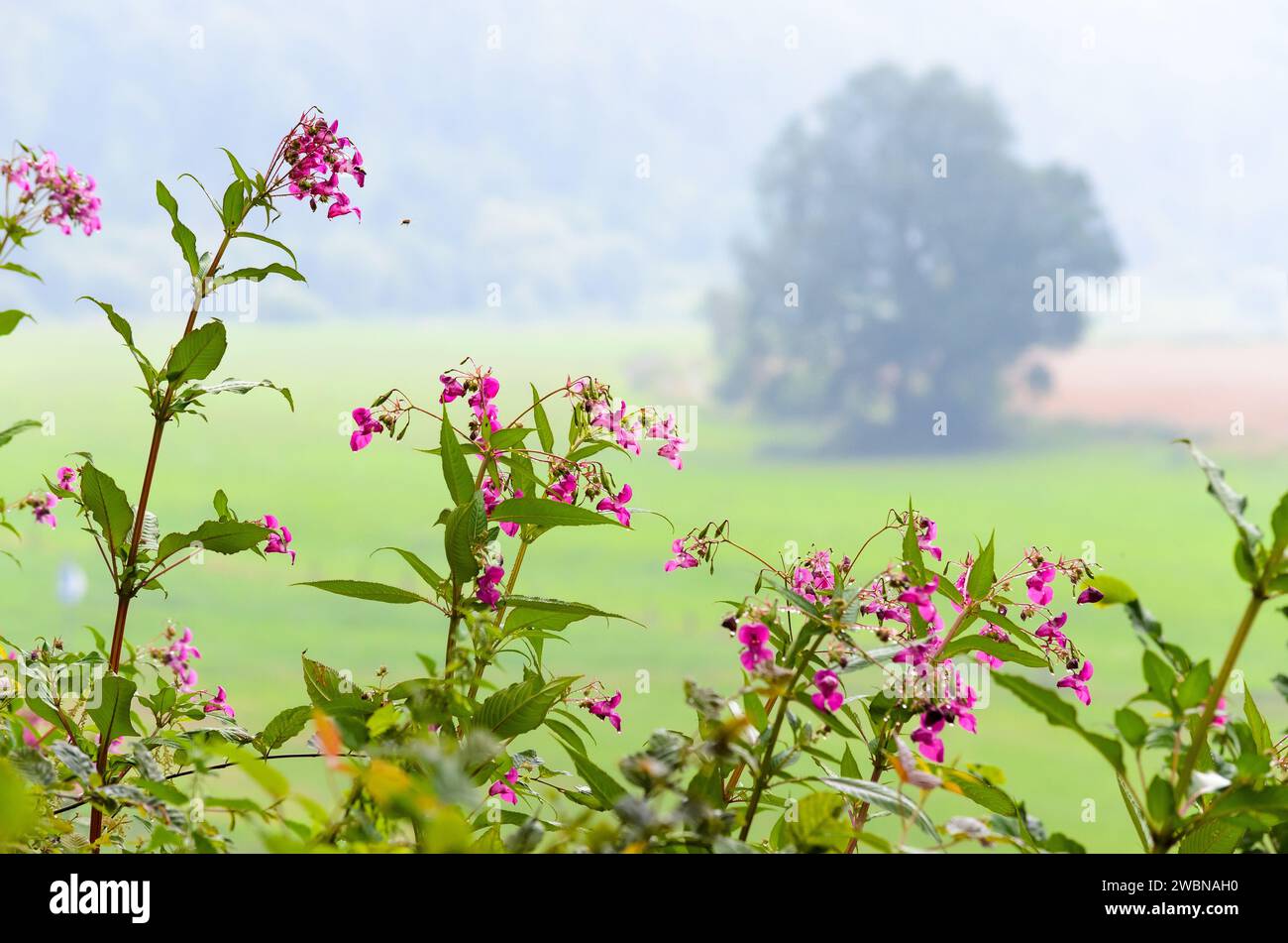 Indian flowering trees hi-res stock photography and images - Alamy