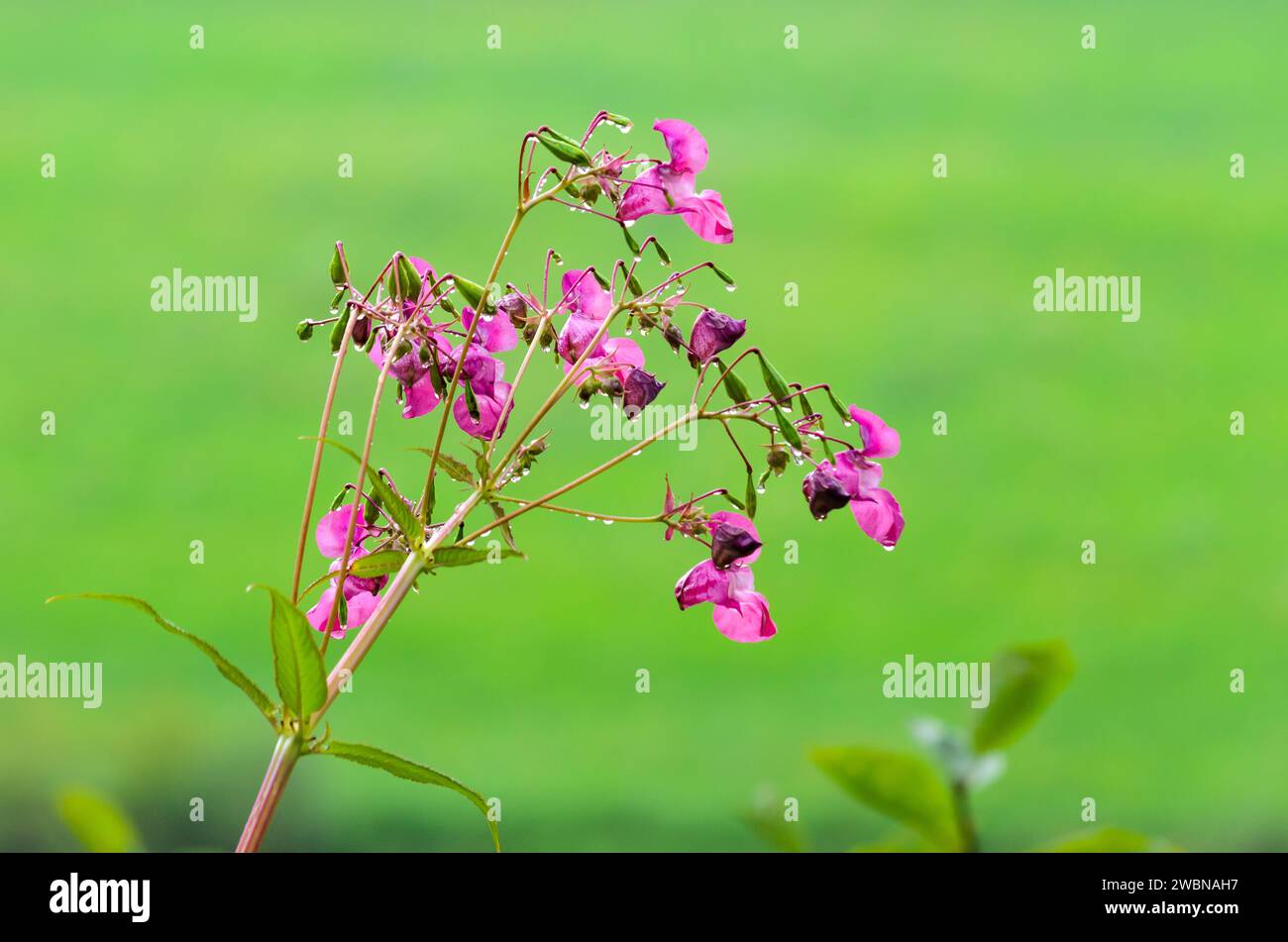 Close-up of a flowering balsam or Indian balsam, red balsam ...