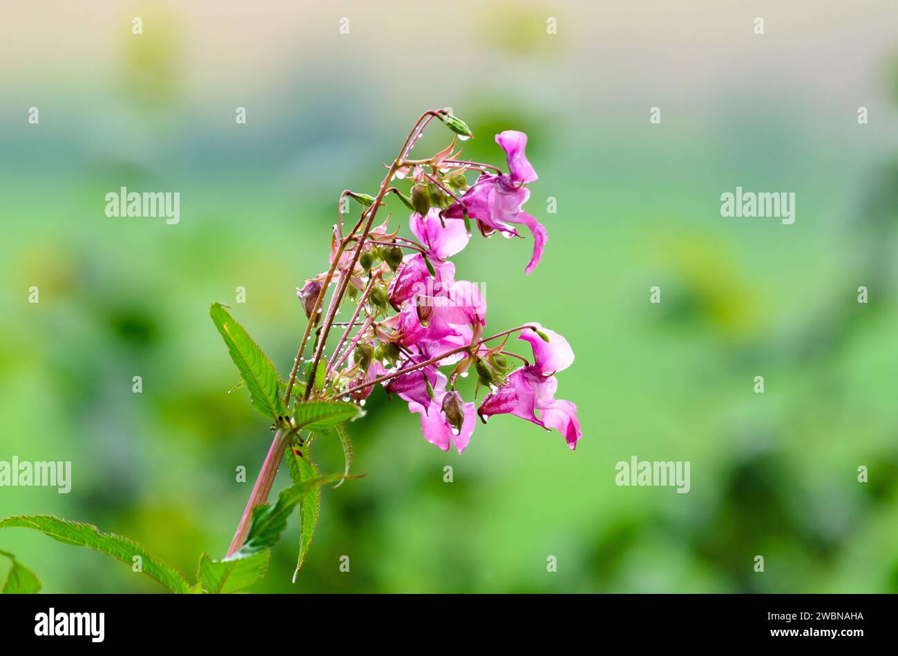 Close-up of a flowering balsam or Indian balsam (ineImpatiens ...