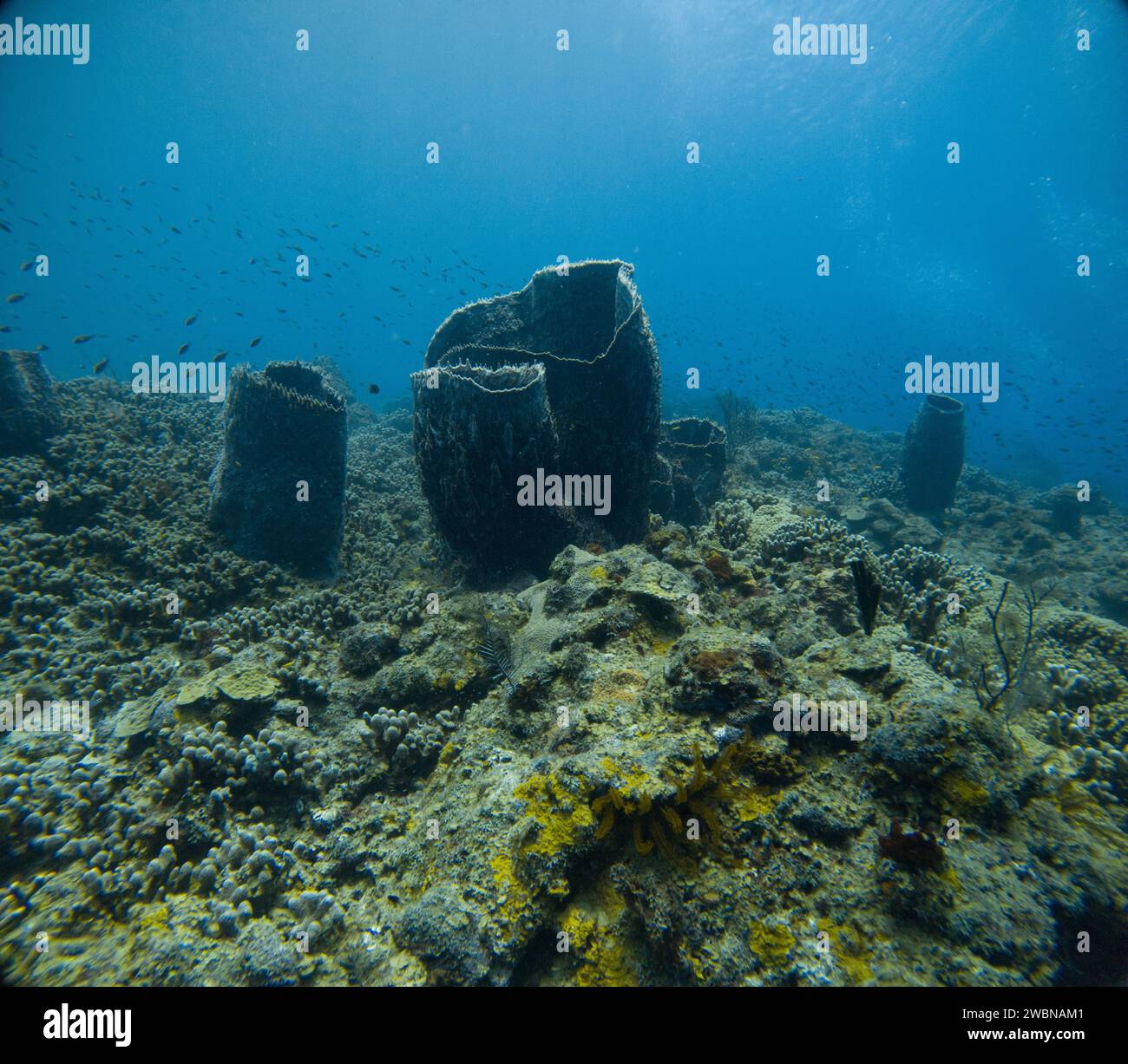 Underwater coral reefs hi-res stock photography and images - Alamy