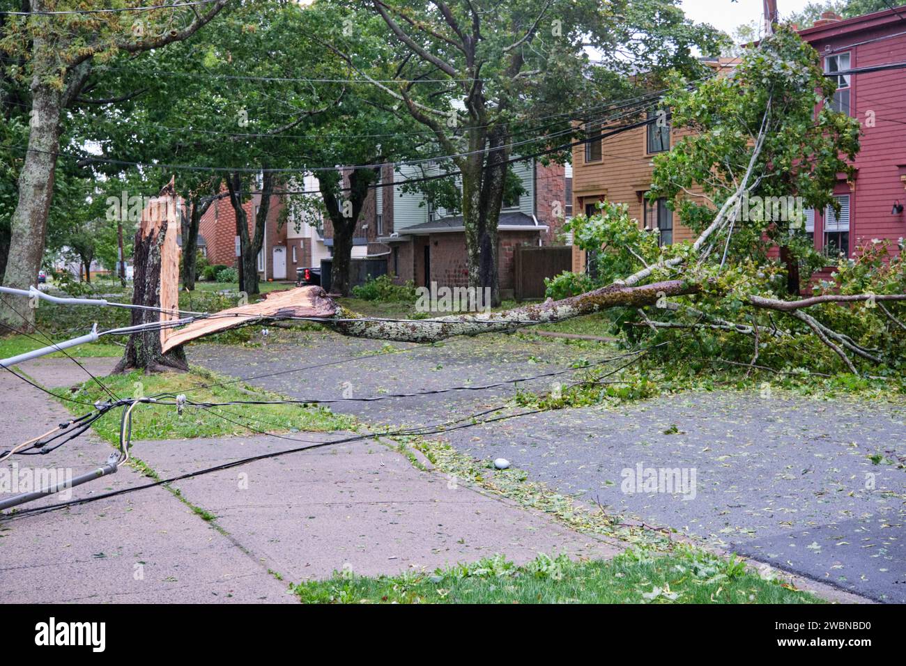 Halifax, Nova Scotia, Canada. September 24th, 2022. Down Tree blocking ...