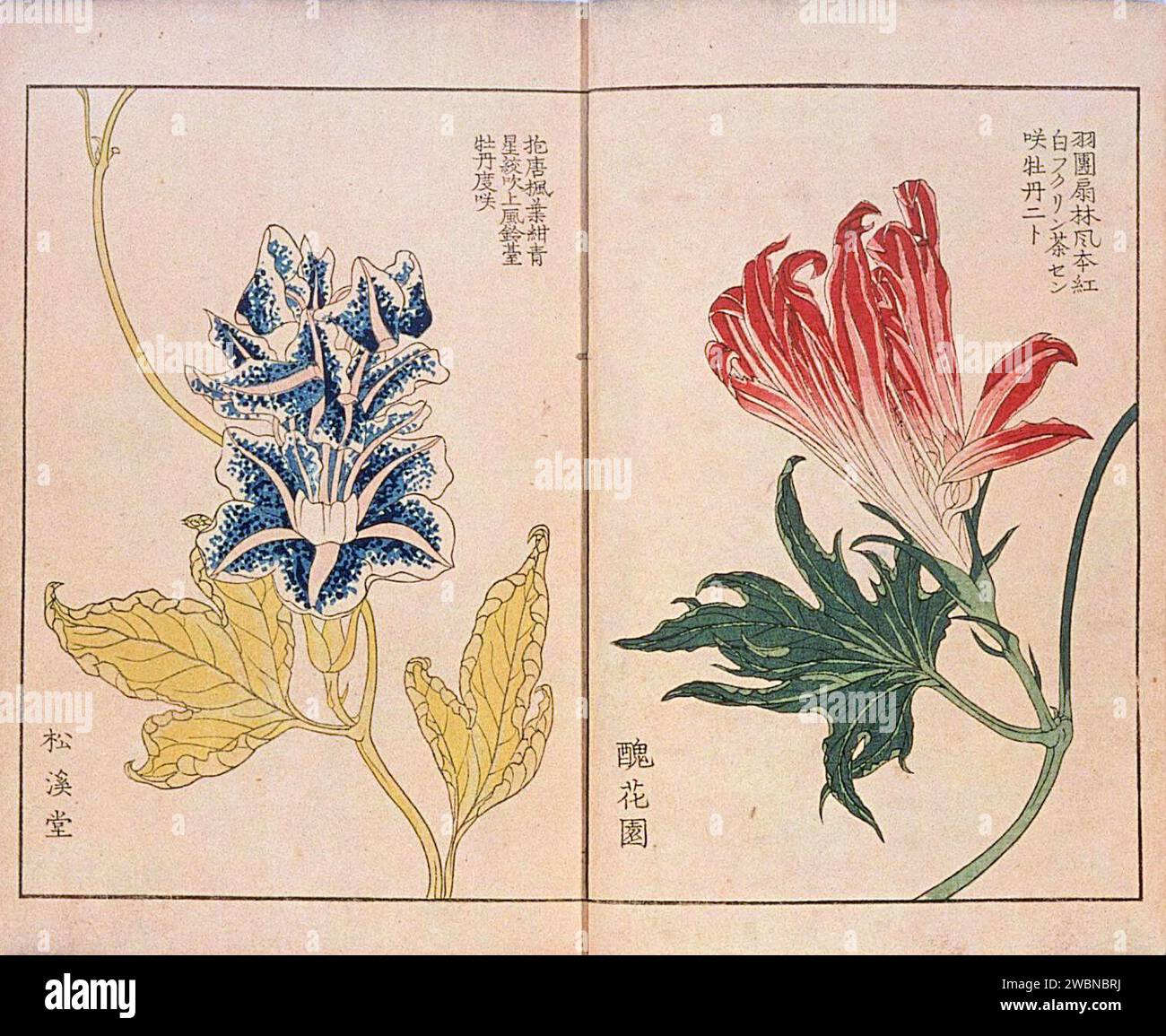 Sample image page from Morning Glory Flowers by Hattori Sessai ...