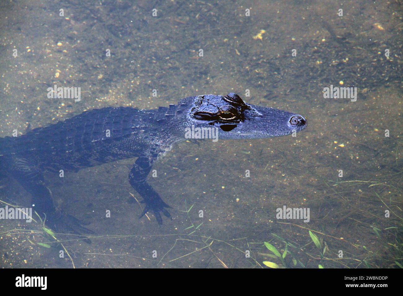 A baby alligator rests in water near NASA’s Kennedy Space Center after ...