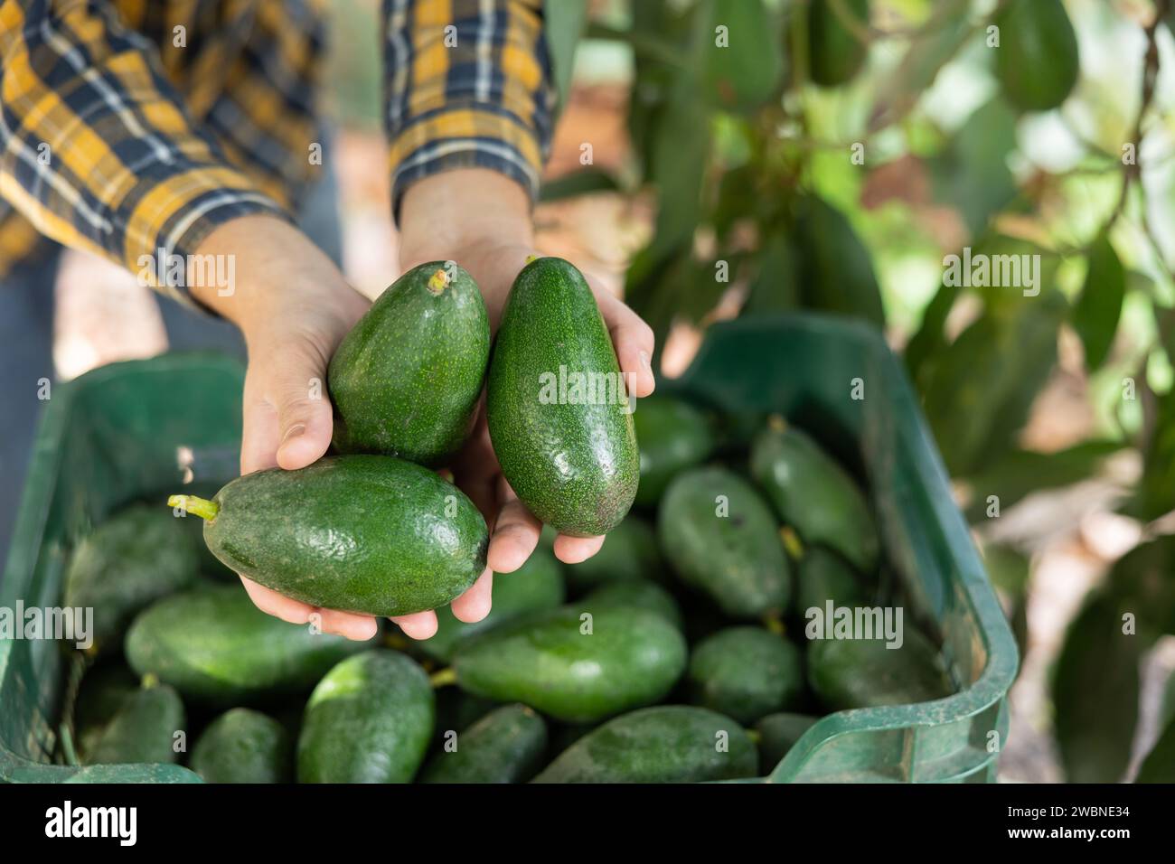 Full avocado box on the ground in fruit plantation Stock Photo - Alamy