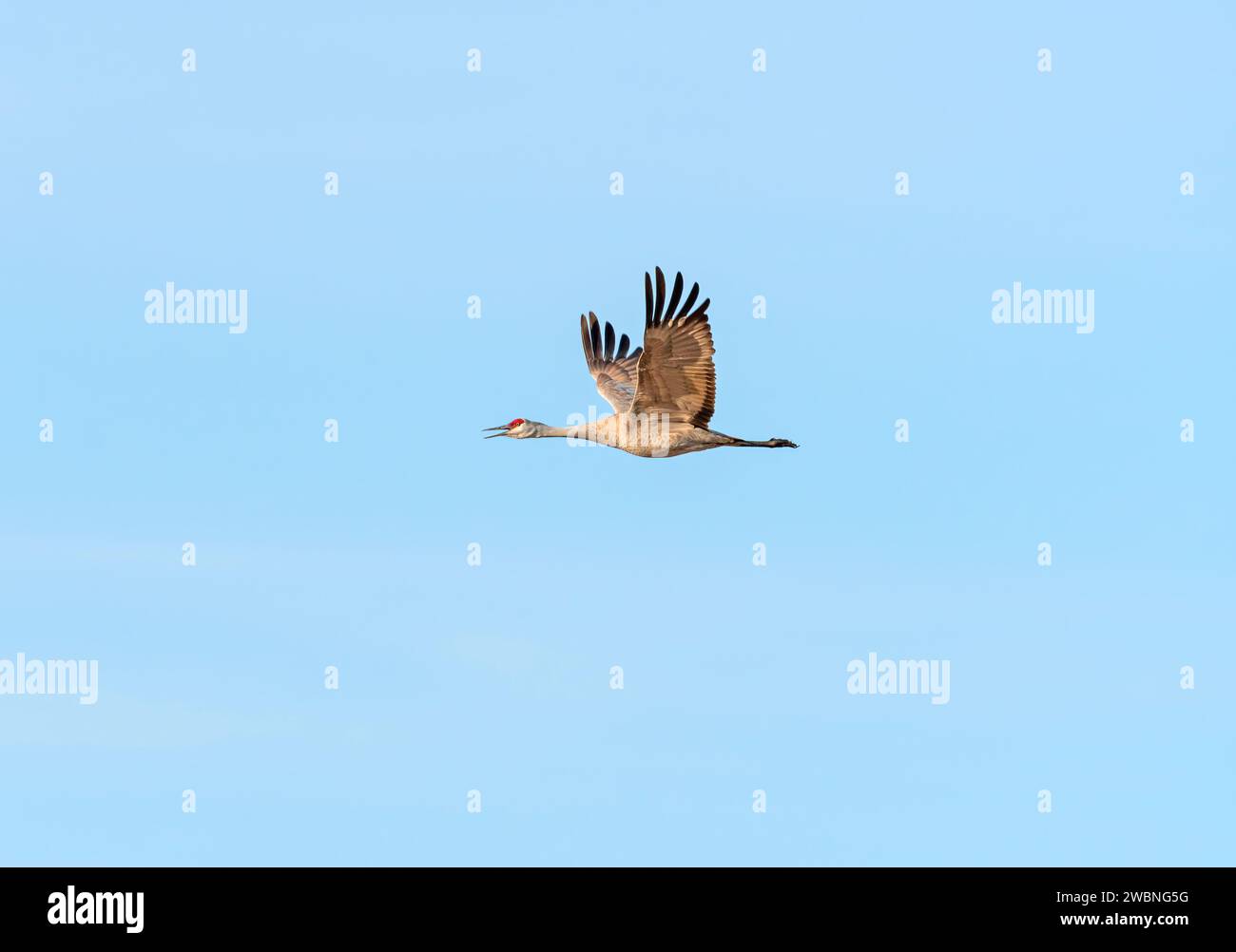 Sand hill crane in nature hi-res stock photography and images - Alamy