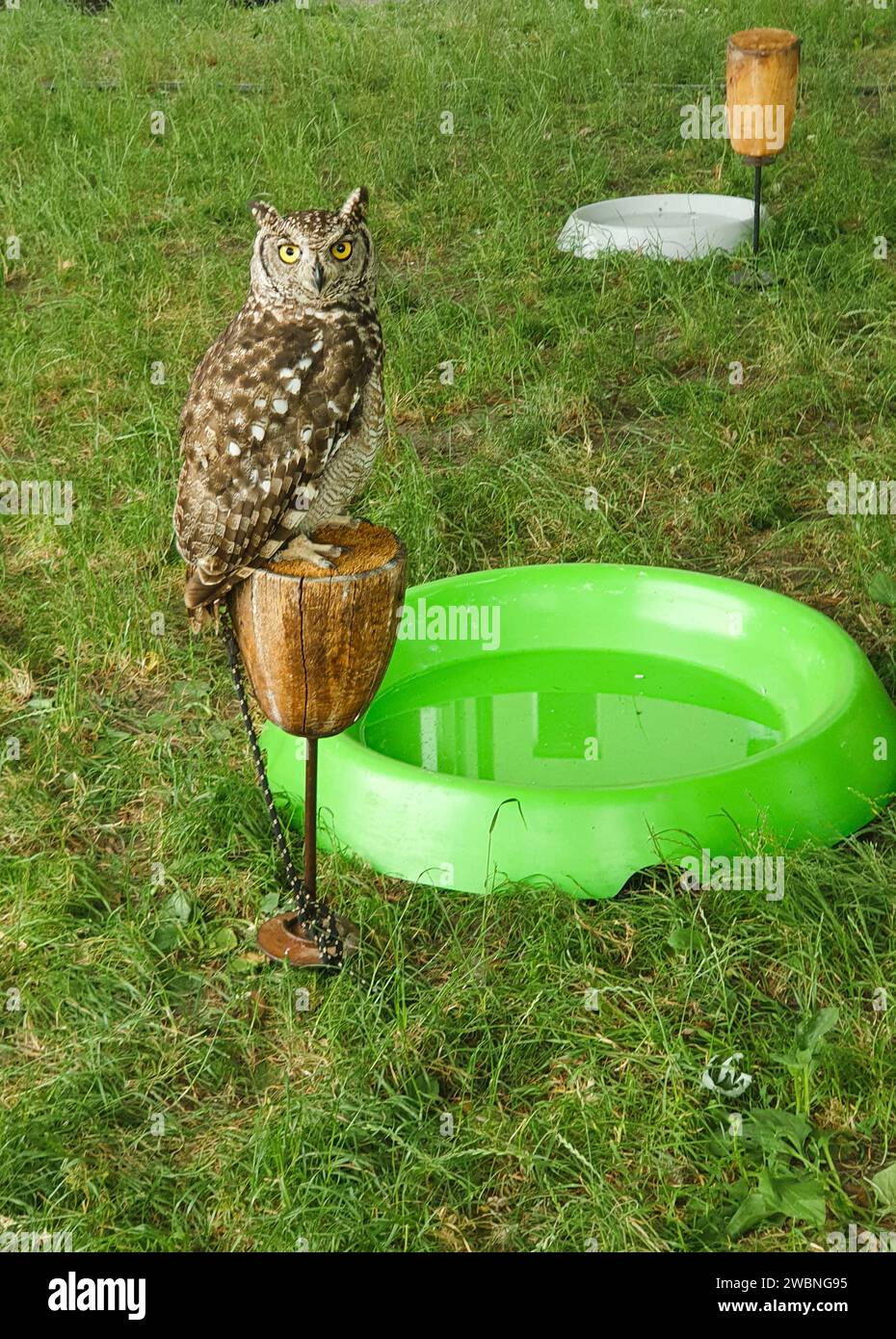 A gray owl, with wide eyes, ears pricked, perched on top of a yellowish ...