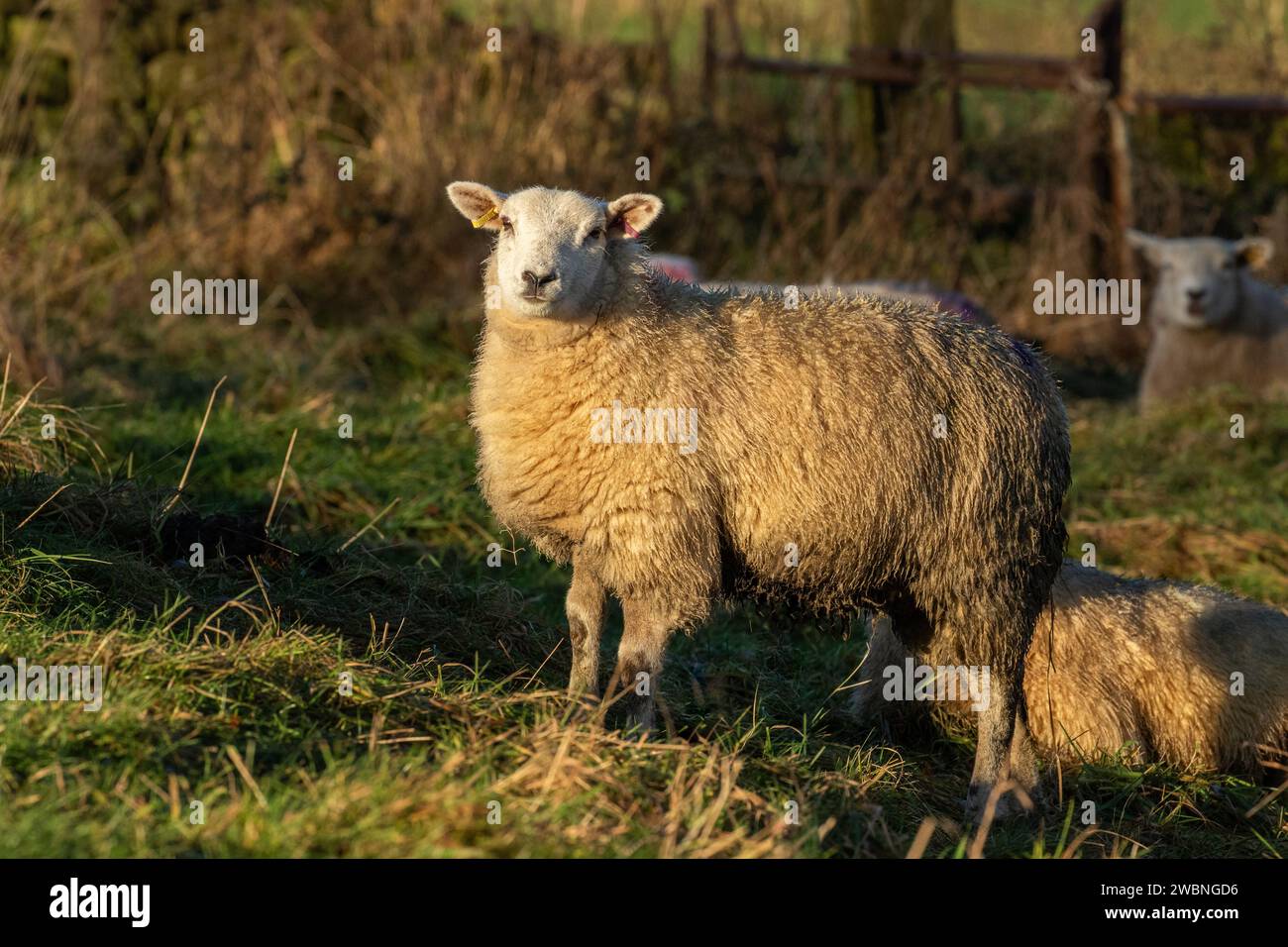 A single sheep in winter sunshine. The sheep has ear tags for ...