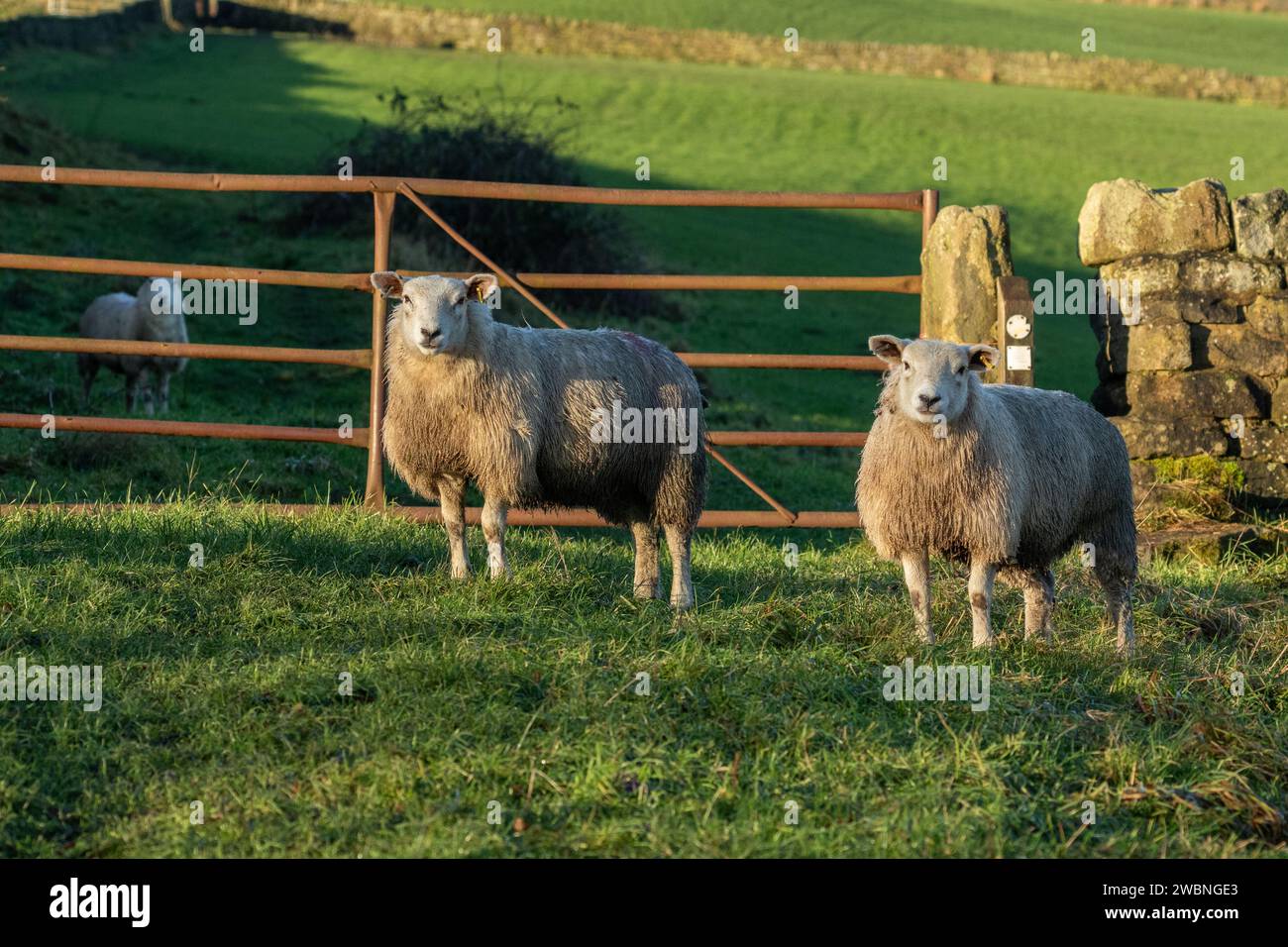 Two domestic sheep (ovies aries) standing next to a five barred gate on ...