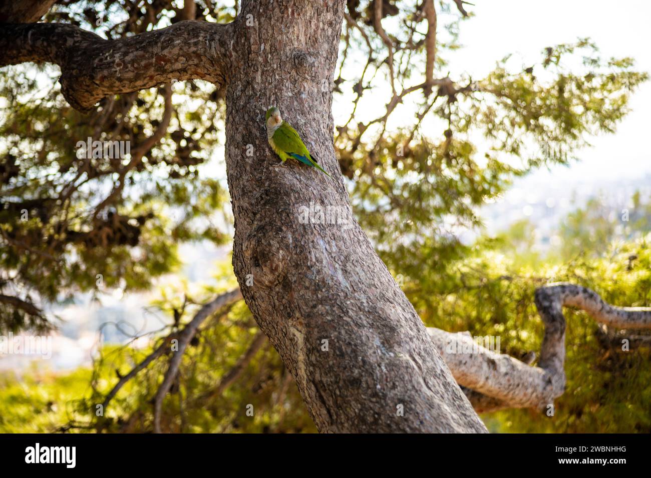 Monk parakeet bird parrot sitting on a tree turned to face the camera ...