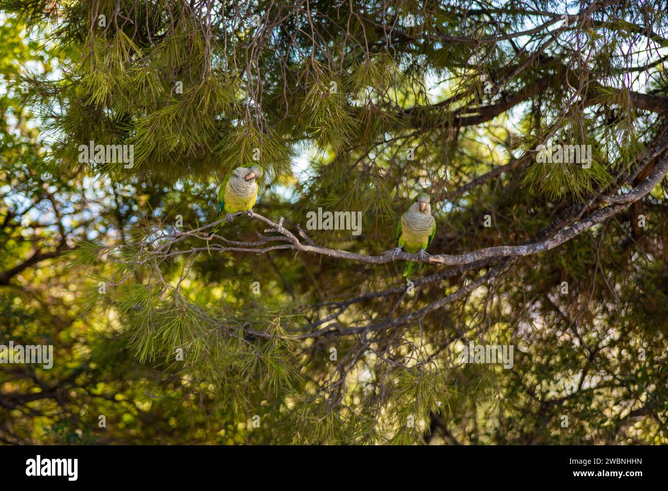 Two Monk parakeet bird parrot sitting on a tree branch. Beautiful ...