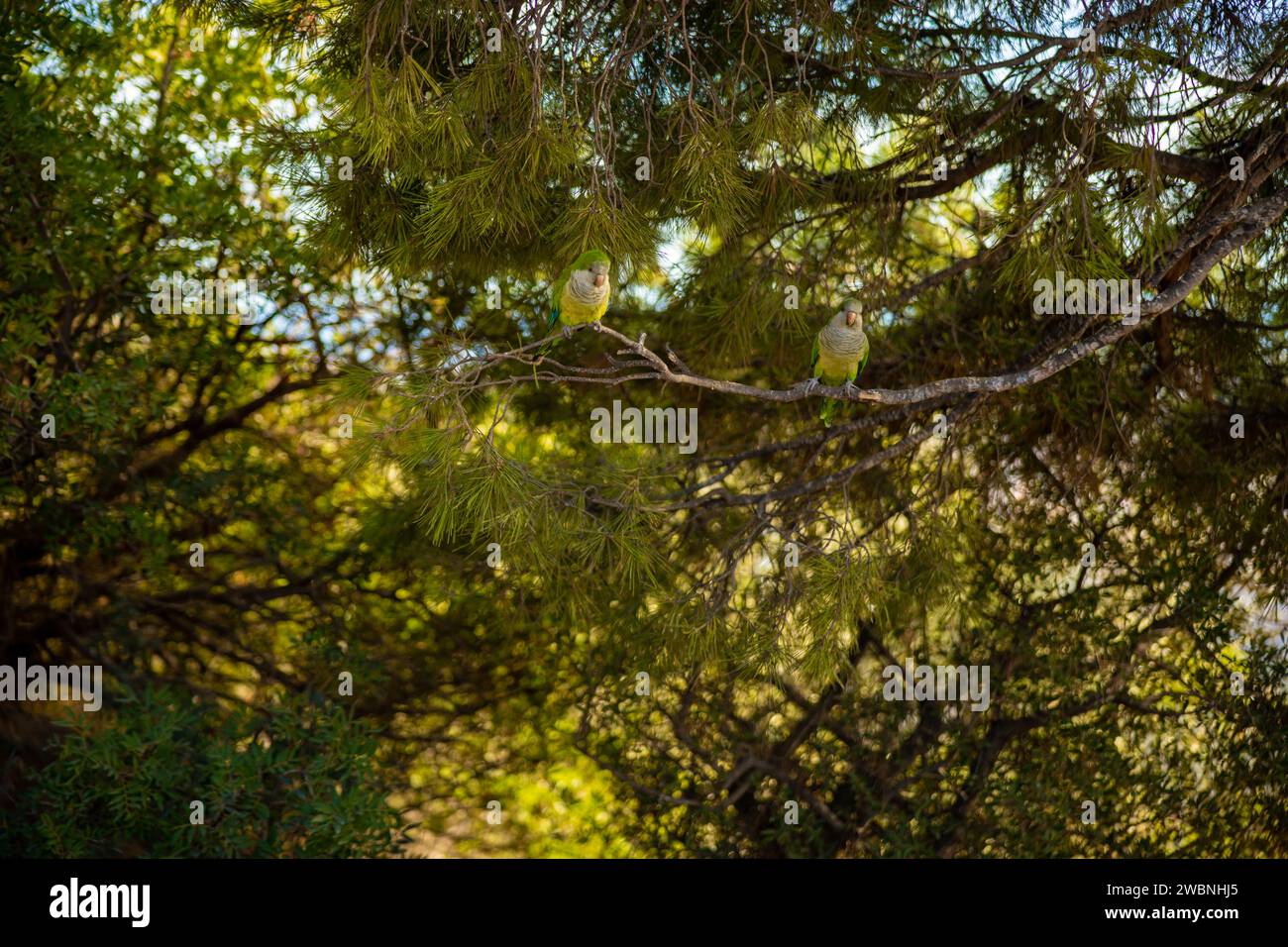 Two Monk parakeet bird parrot sitting on a tree branch. Beautiful ...
