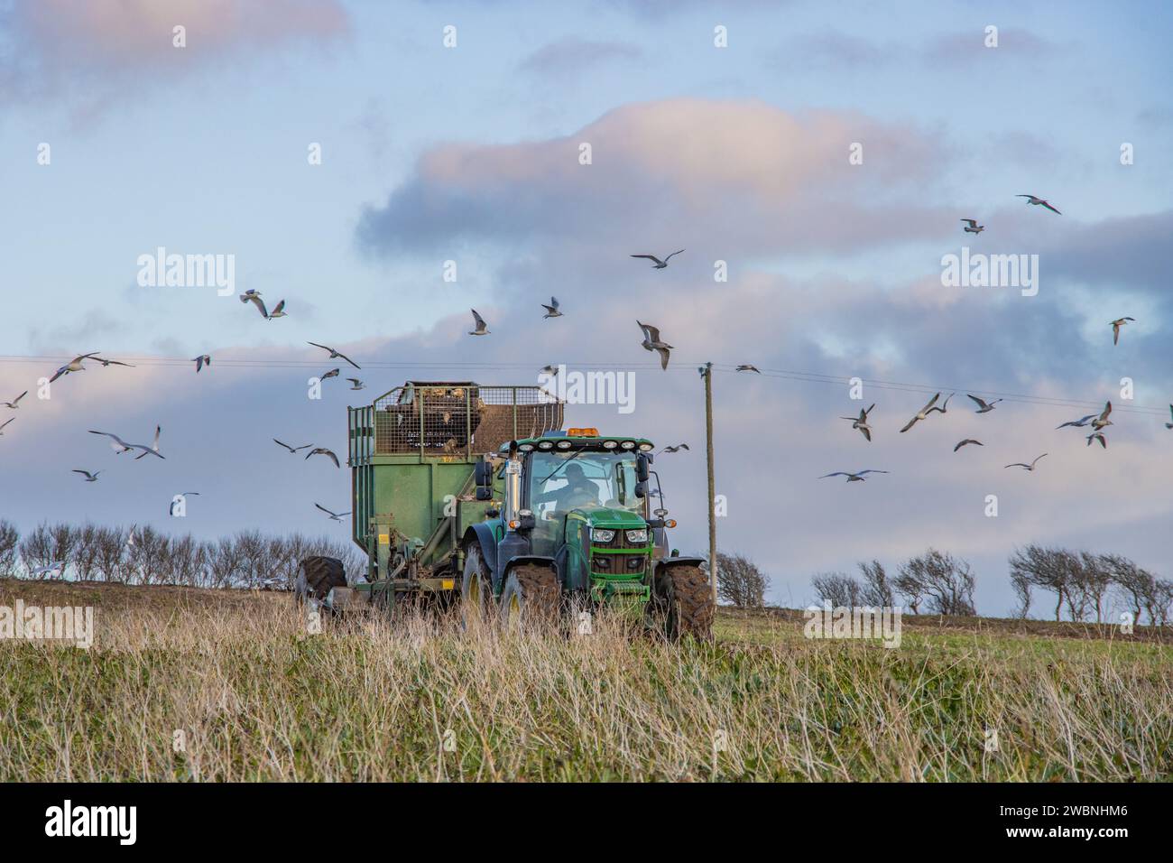 Pulling beet hi-res stock photography and images - Alamy