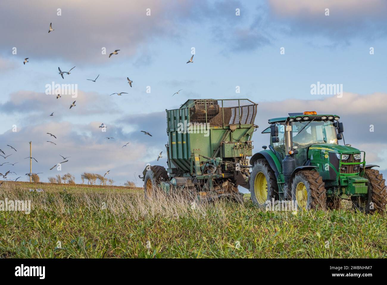 Pulling beet hi-res stock photography and images - Alamy