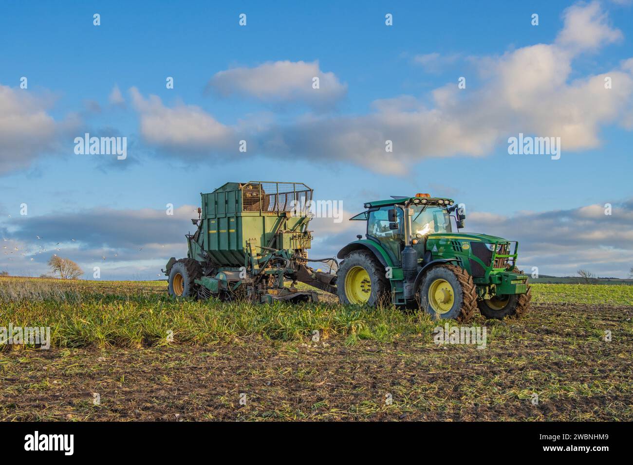 Pulling beet hi-res stock photography and images - Alamy