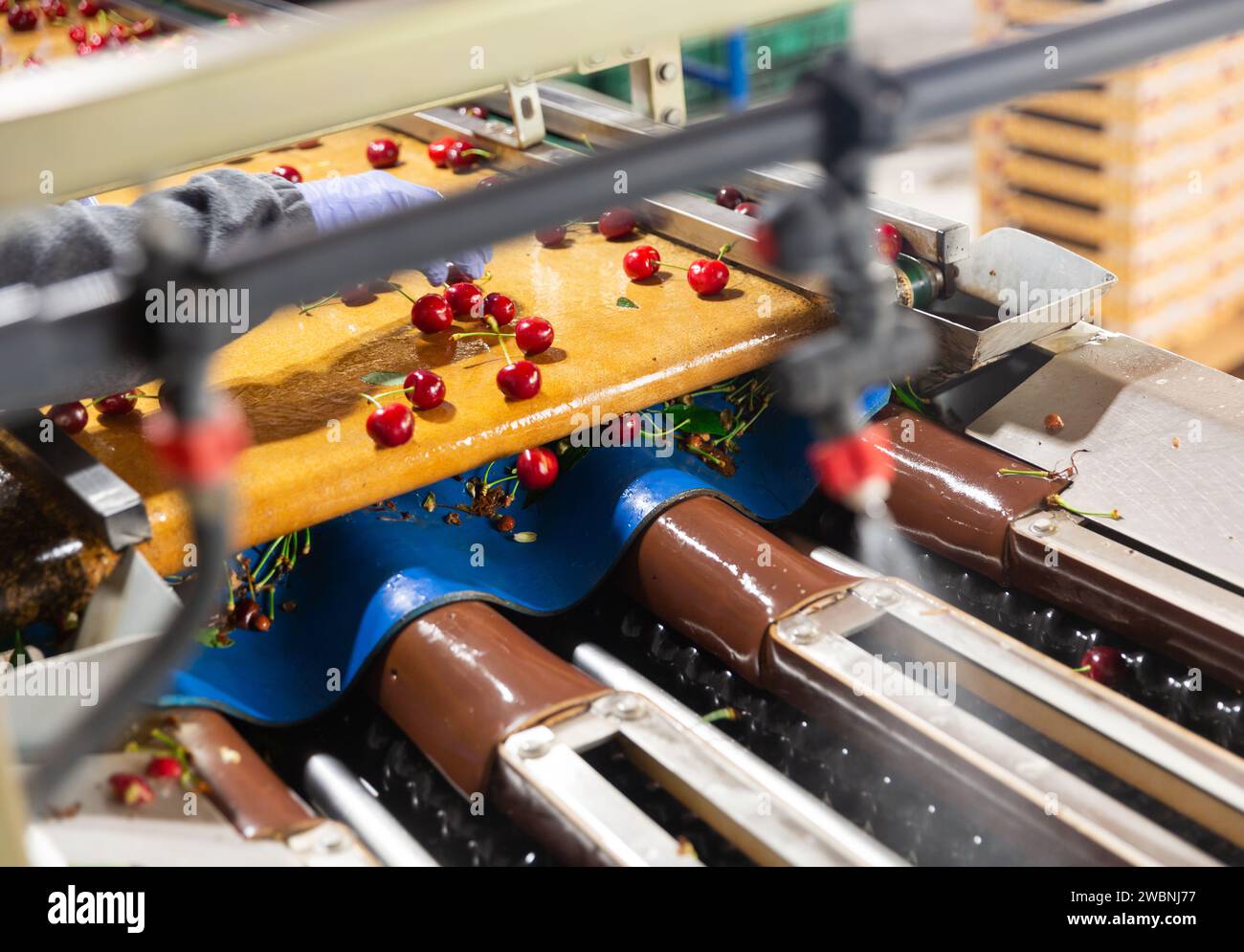 Selecting and sorting berries Stock Photo - Alamy