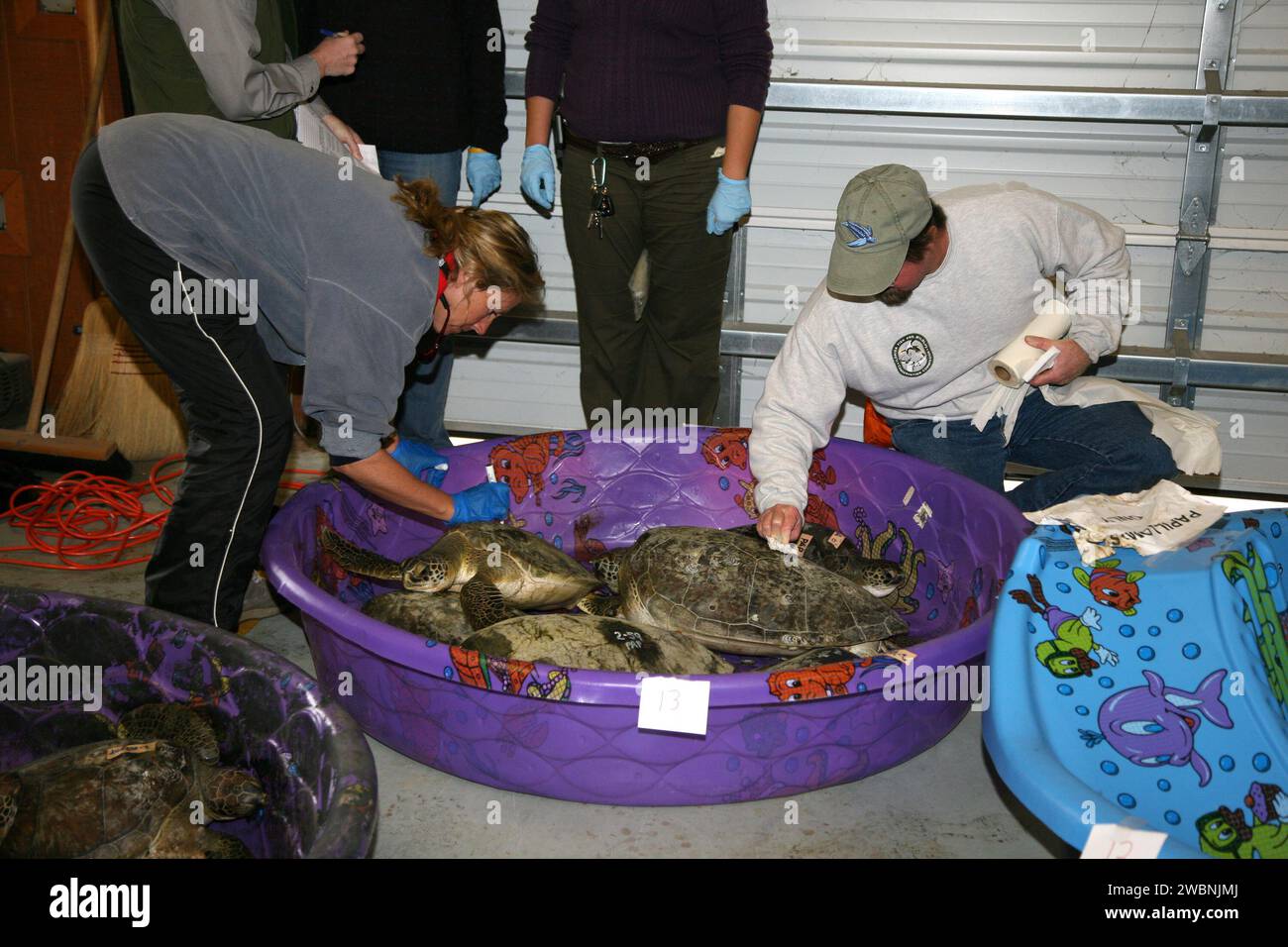 KSC WILDLIFE - SEA TURTLE RESCUE - COLD WEATHER Stock Photo - Alamy