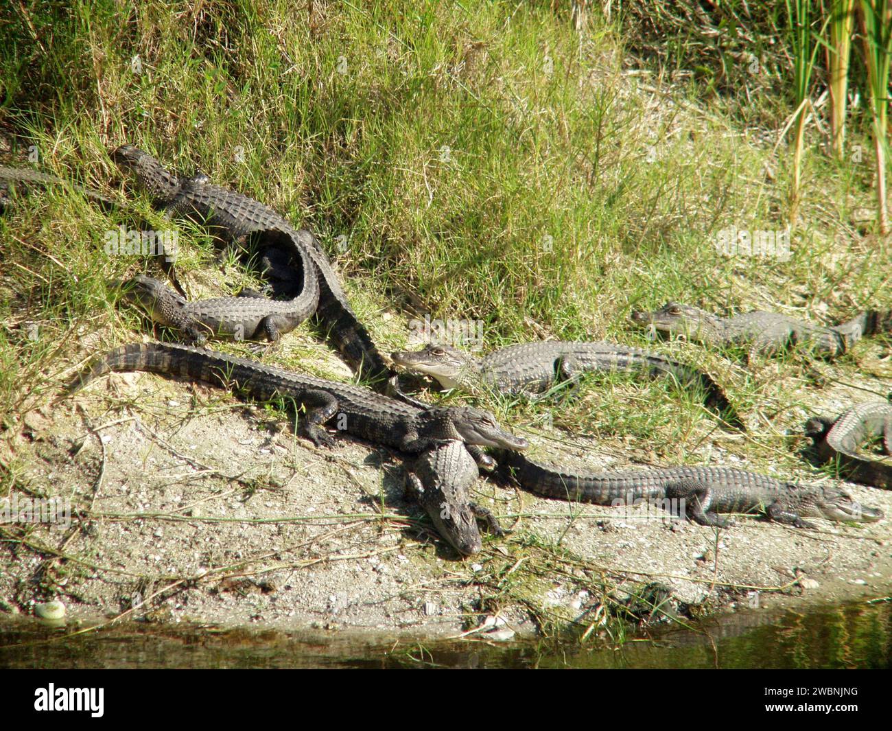 Young alligators inhabit grassy areas near water at Kennedy Space ...