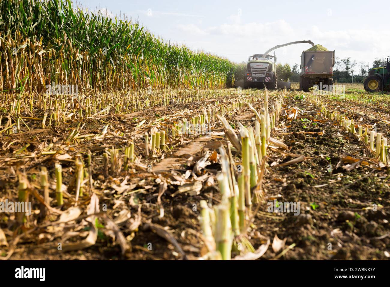 Corn kernel silage hi-res stock photography and images - Alamy
