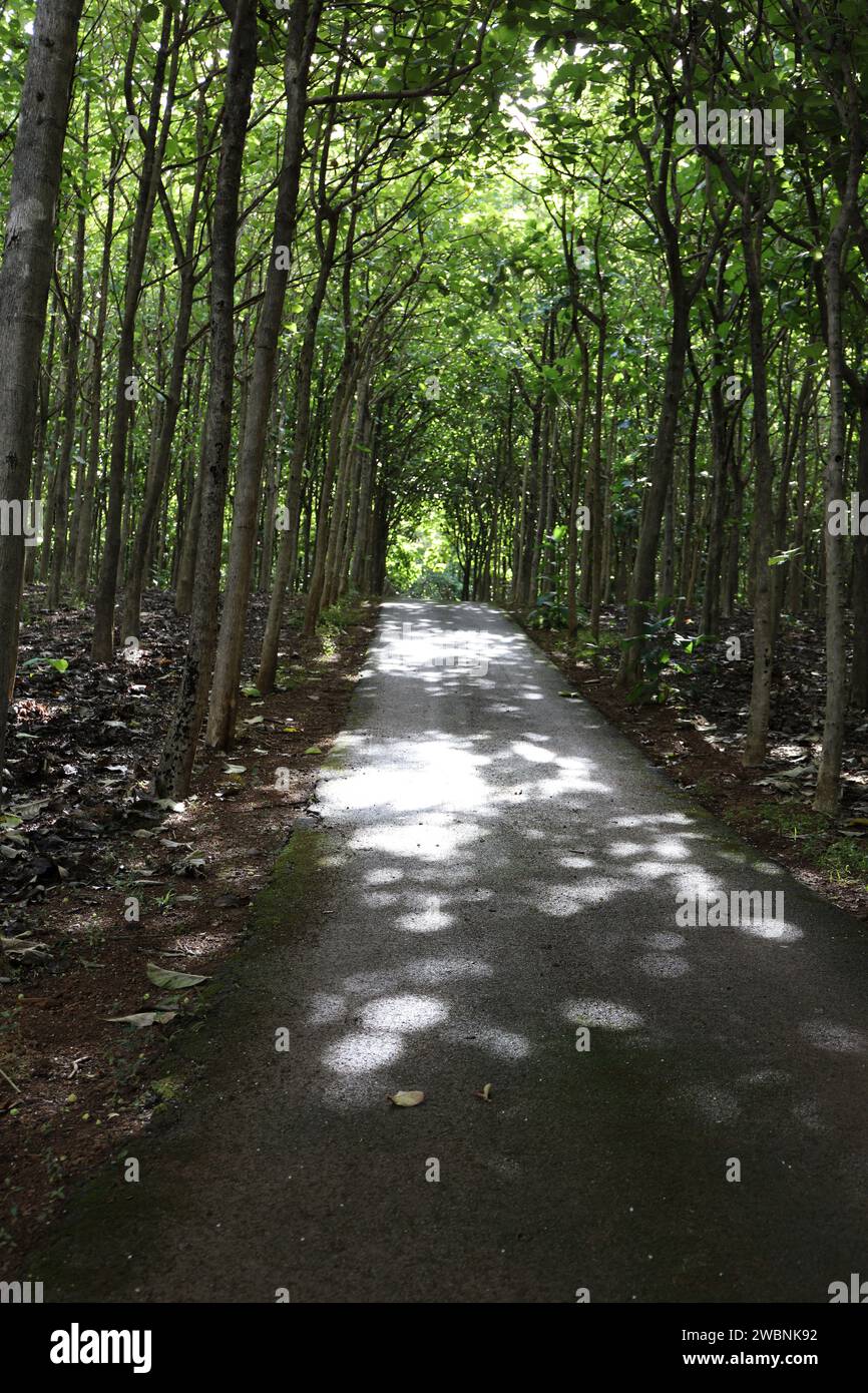 A tree tunnel alongside a paved path in Na Aina Kai Botanical Gardens ...