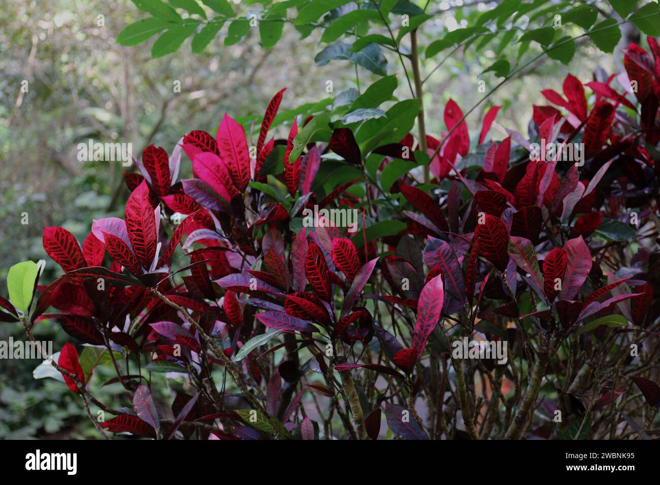 Black red croton hi-res stock photography and images - Alamy