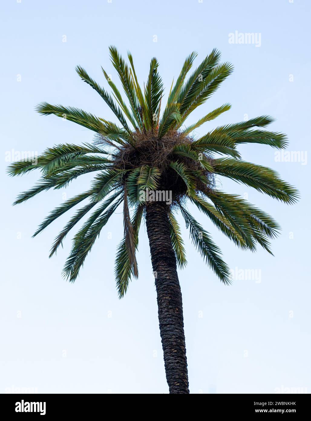 Palm tree in Barcelona, Spain. Light blue sky in background Stock Photo ...
