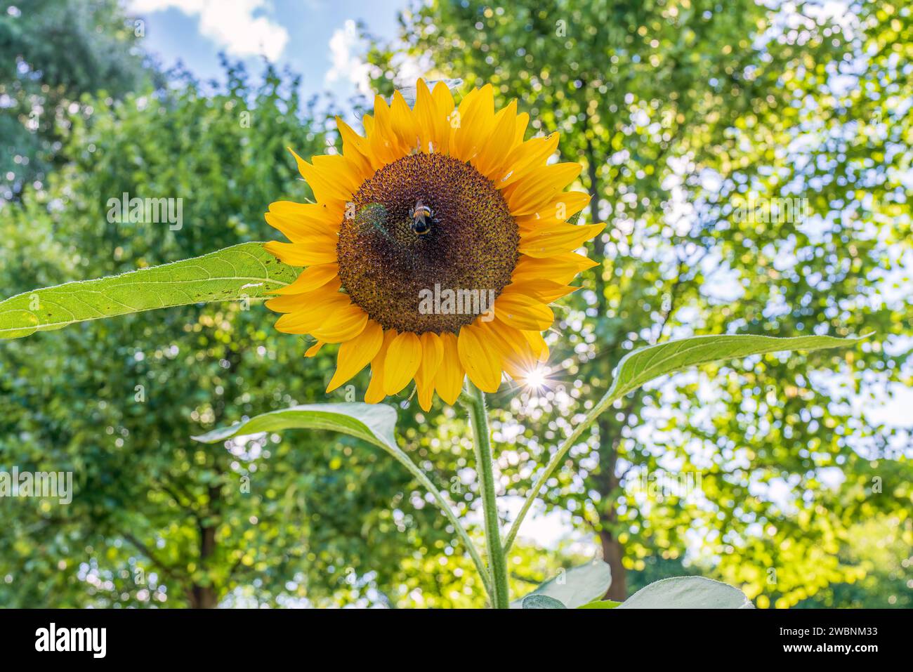 Setting sun over field of blooming sunflowers. Bright photo of ...