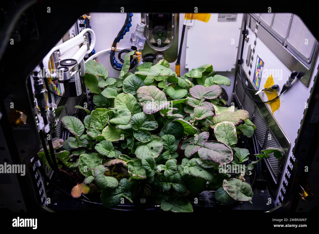 iss064e008476 (11/30/2020) --- Photo documentation of the Plant Habitat ...