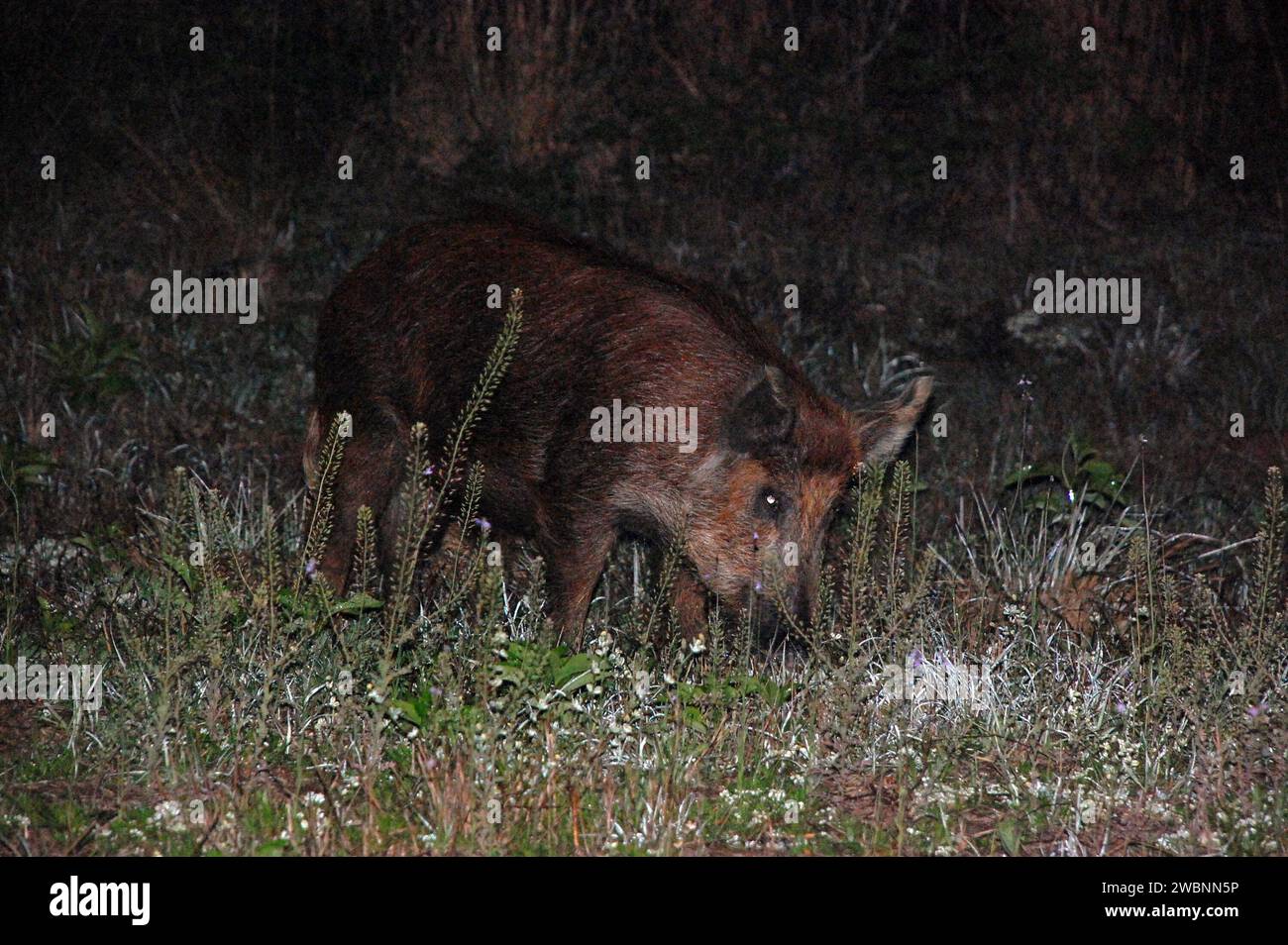 Many predators hi-res stock photography and images - Alamy