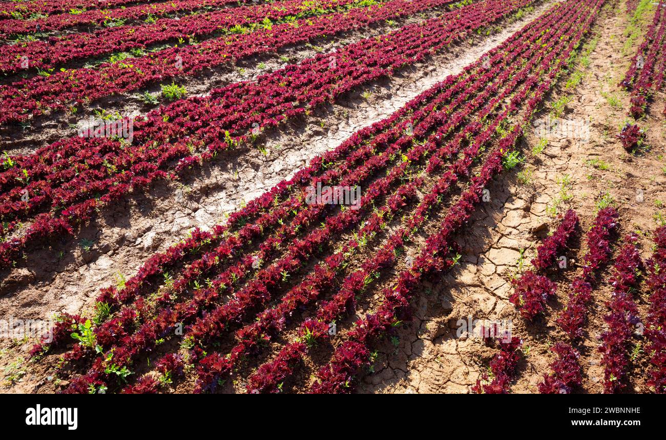 Farm field planted with red leaf lettuce Stock Photo - Alamy