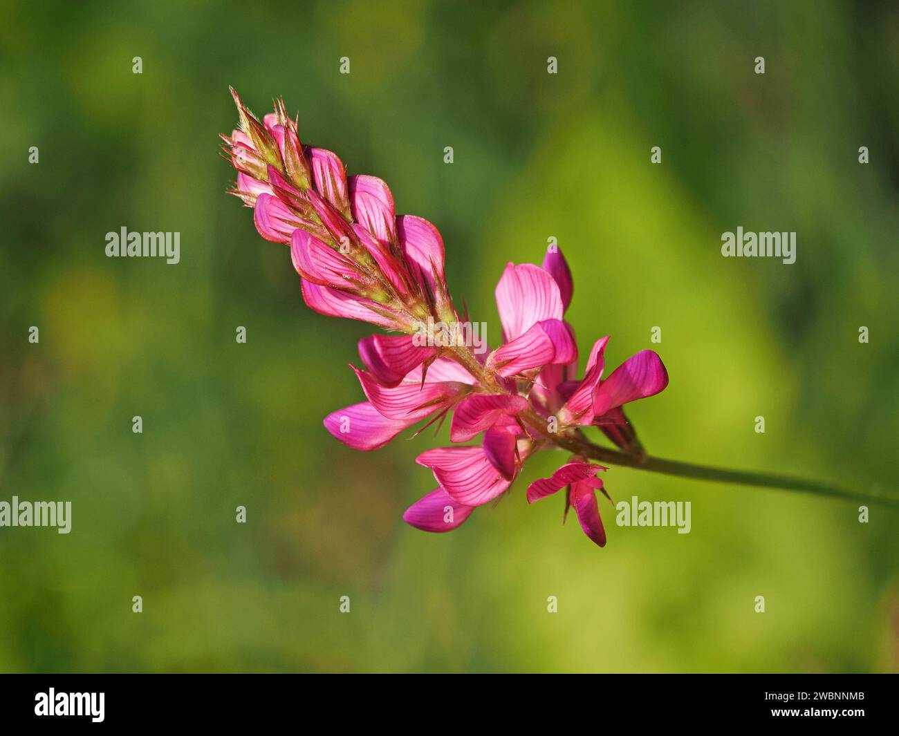 bright stripy pink flowers of Esparcet (Onobrychis viciifolia), aka O ...