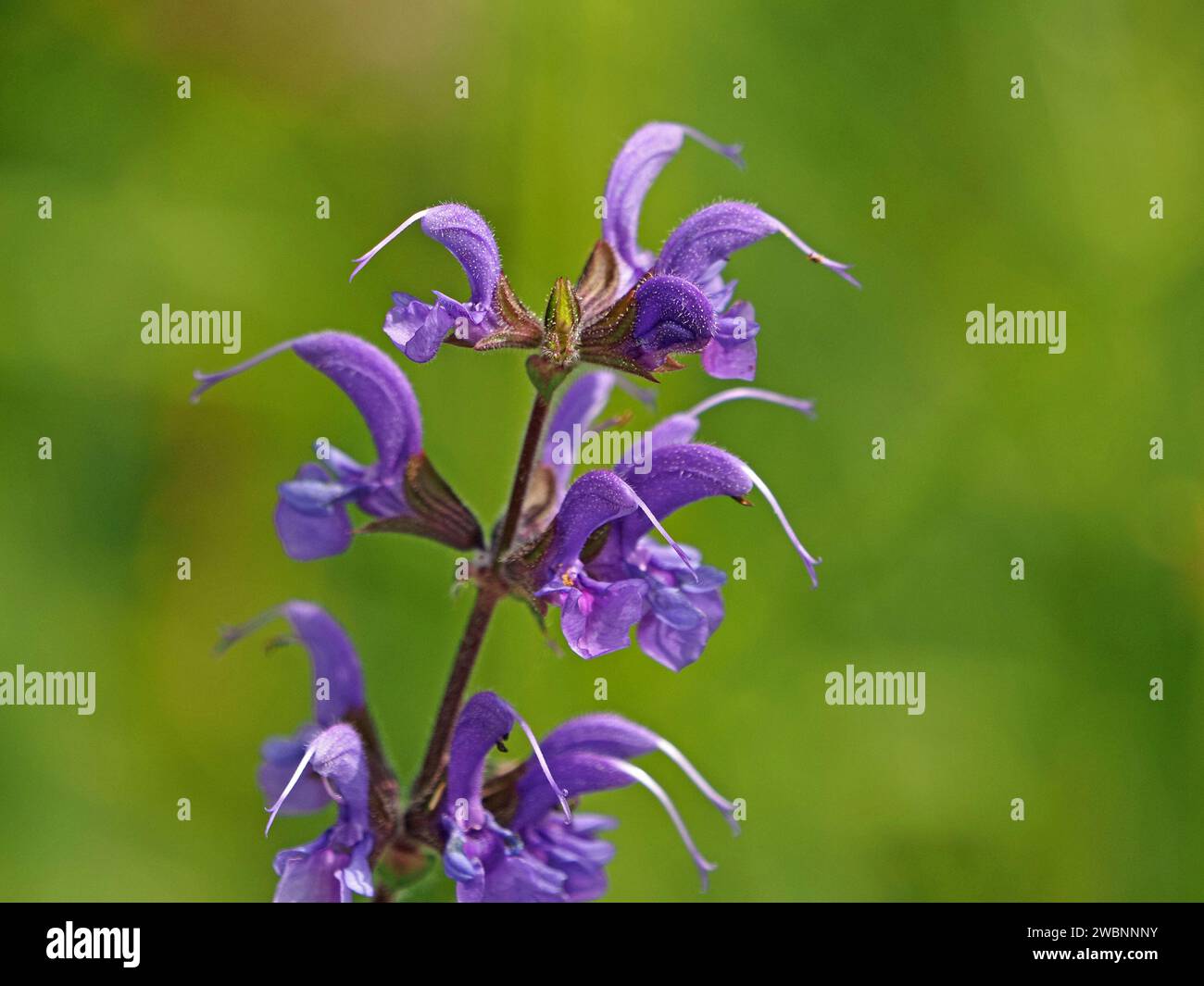bright blue whorled flowers of Salvia pratensis, meadow clary or meadow ...