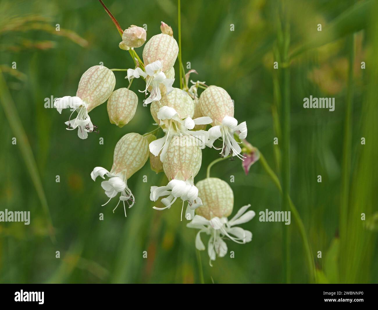 white flowers of Silene vulgaris, the bladder campion or maidenstears ...