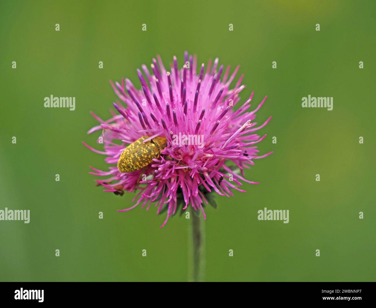 beetle with yellow patches on elytra resembling Vine Weevil feeding on ...