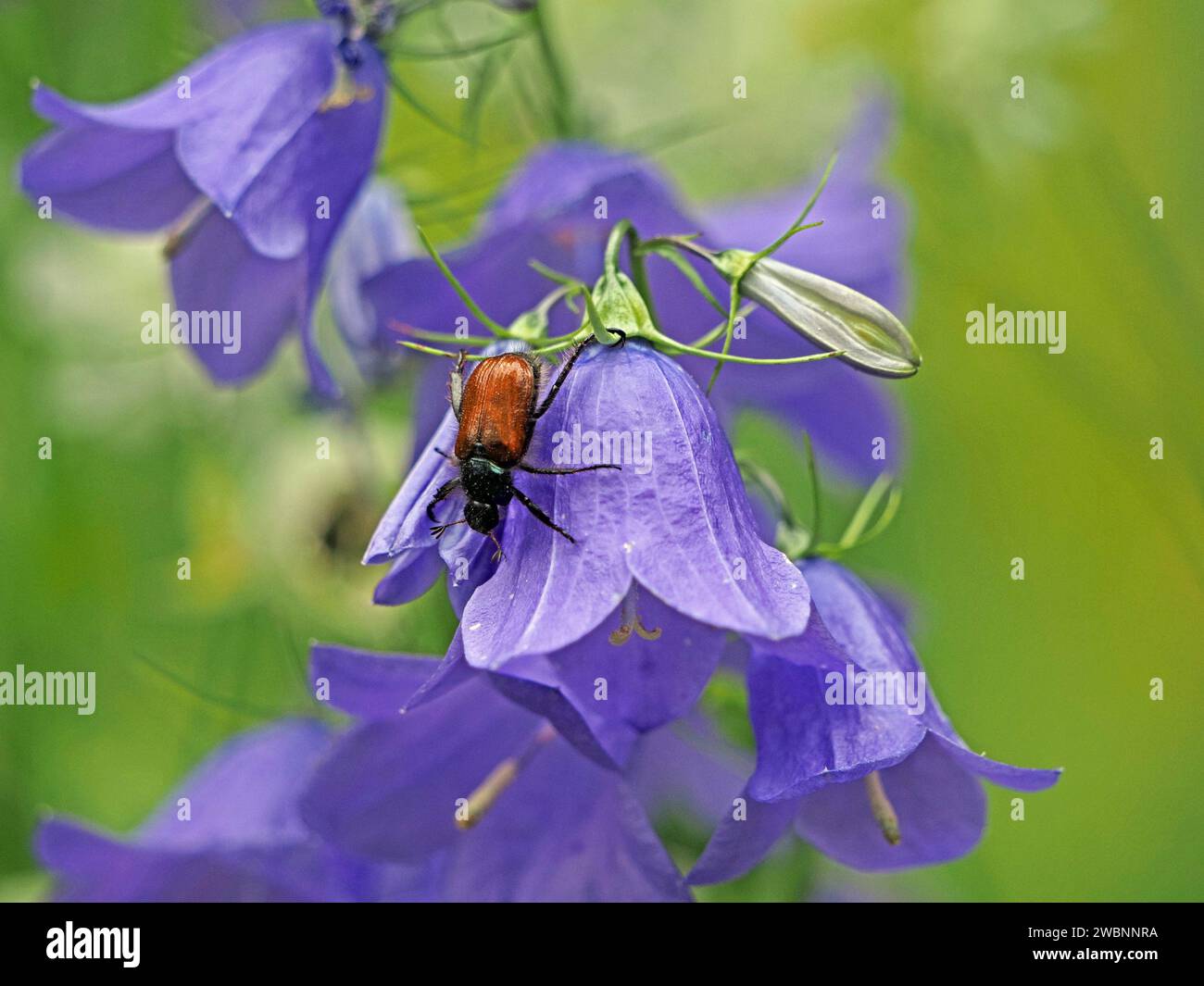 Beetle with golden brown elytra on bright blue flowers of Harebell ...
