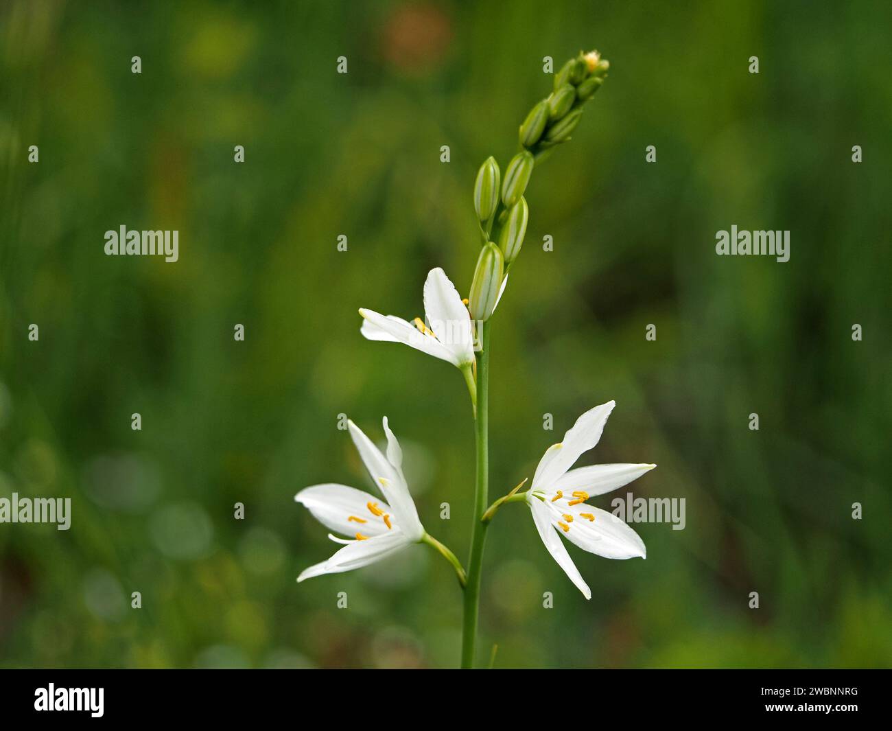 white flowers of St Bernard's Lily (Anthericum liliago) with ...
