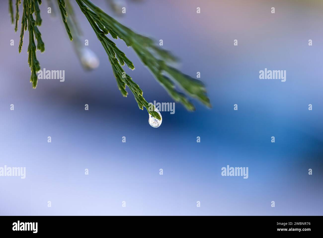 Icymacrotextures hi-res stock photography and images - Alamy