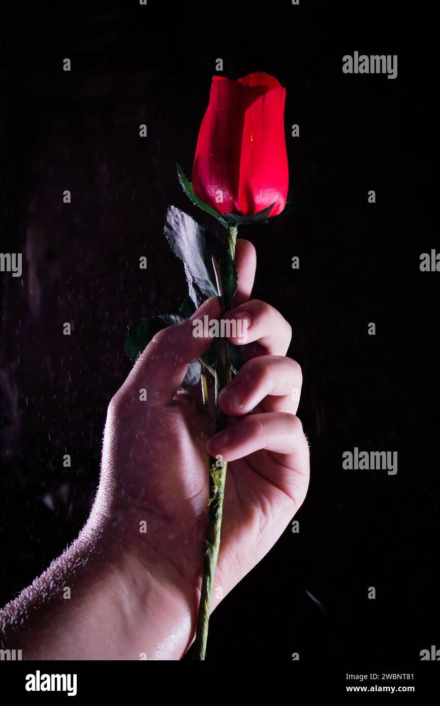 Hand holding rose hi-res stock photography and images - Alamy