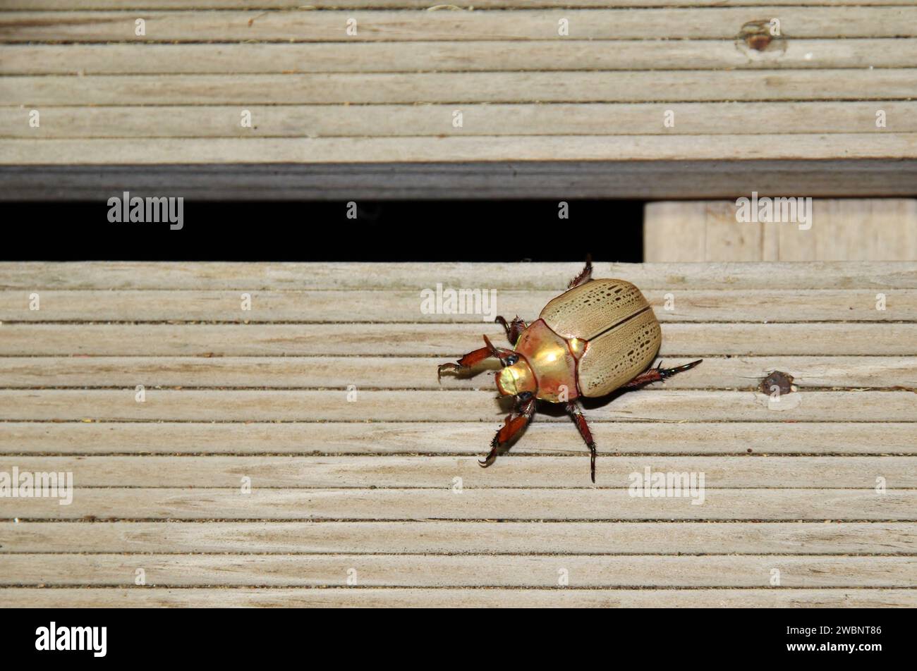 Dorsal view of Christmas Beetle (Anoplognathus olivieri) at night ...